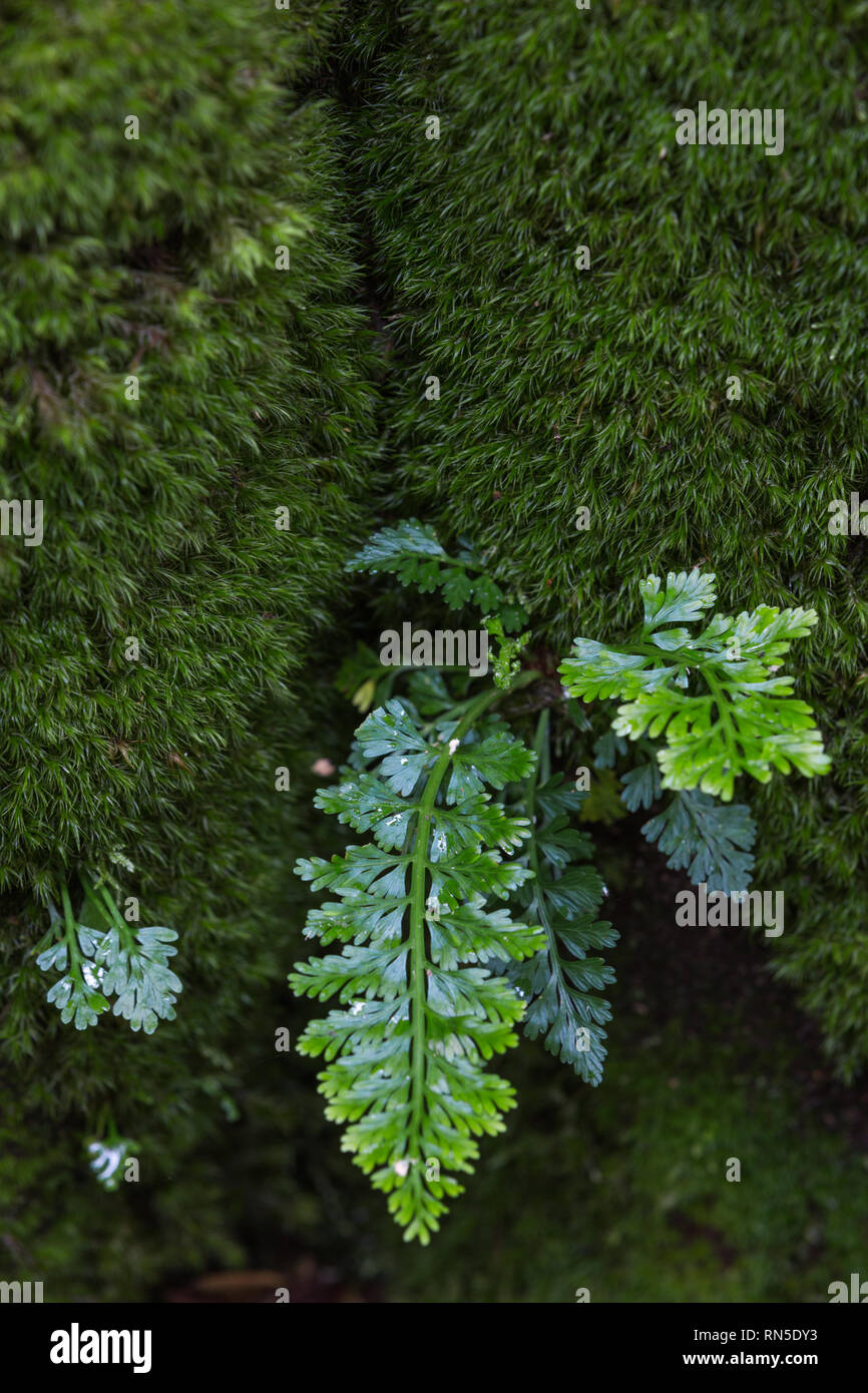 Fern grow on tree trunk Stock Photo - Alamy