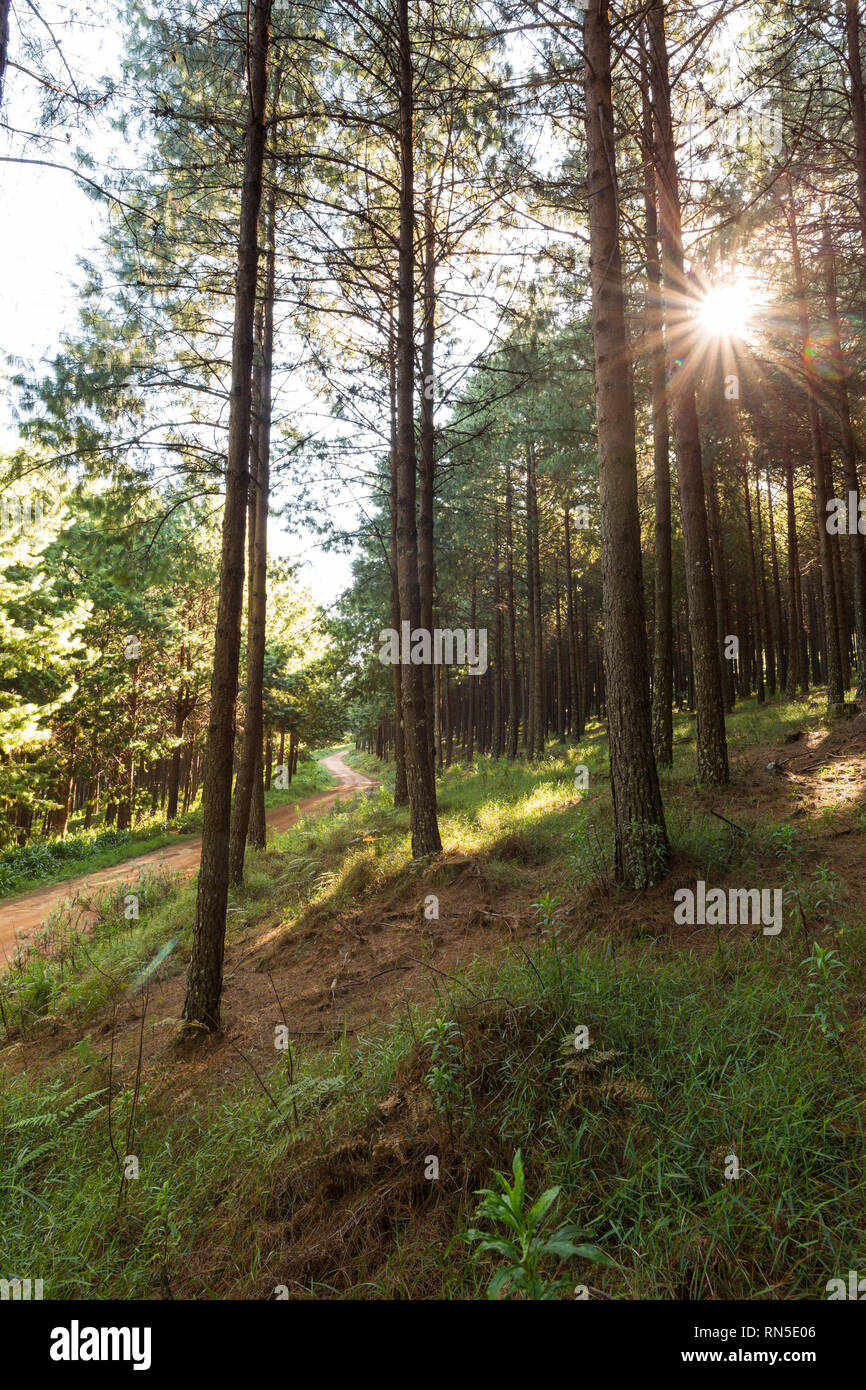 Sunshine through pine trees Stock Photo - Alamy