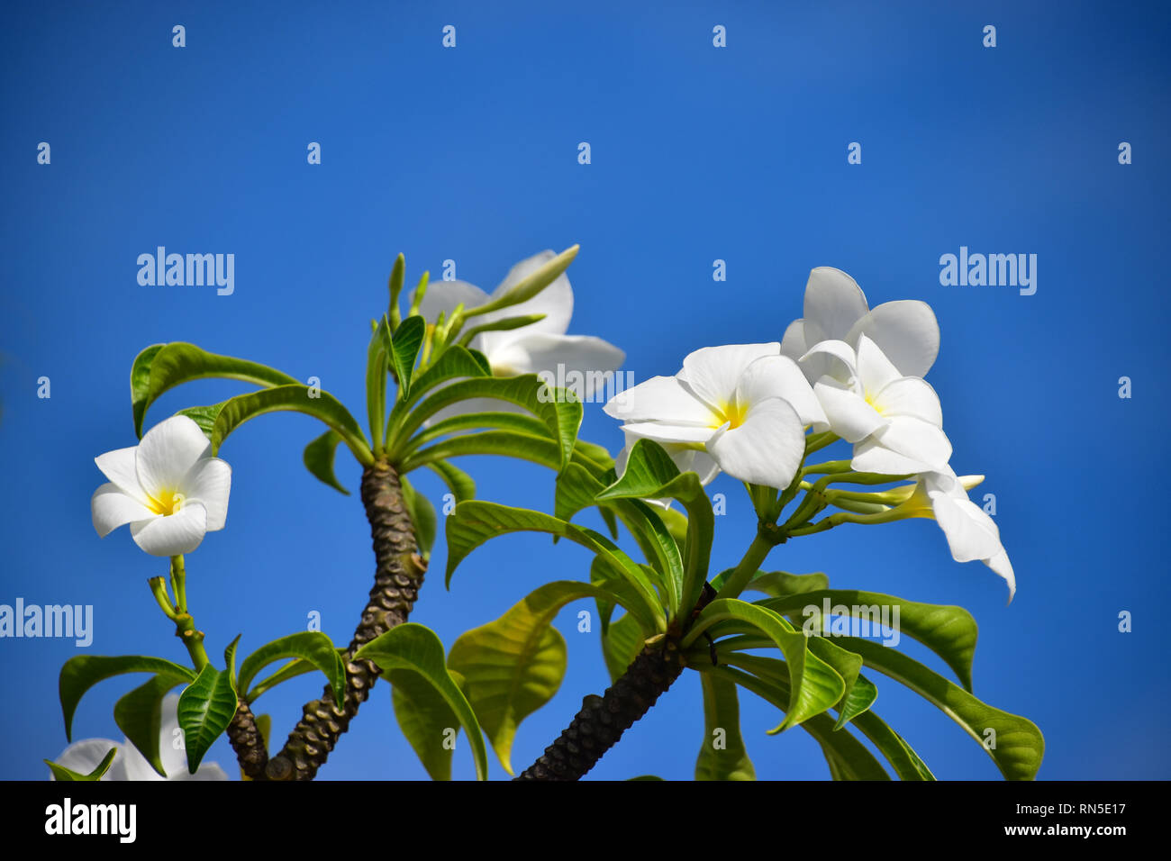 Nerium Oleander White High Resolution Stock Photography and Images - Alamy