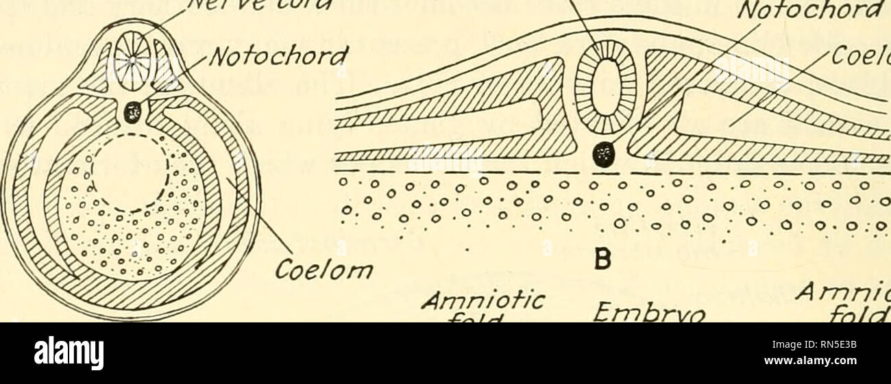 . Animal biology. Zoology; Biology. 384 METAZOAN PHYLA be rolled about ...