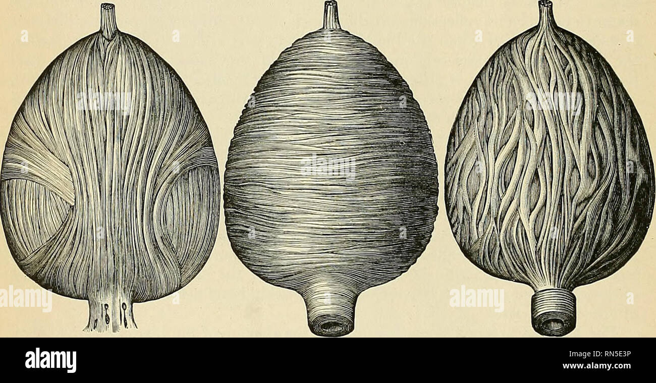 . Anatomy, descriptive and applied. Anatomy. 1362 THE URINOGENriAL ...