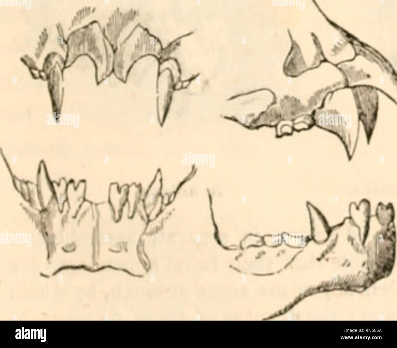 Triple lancet hi-res stock photography and images - Alamy
