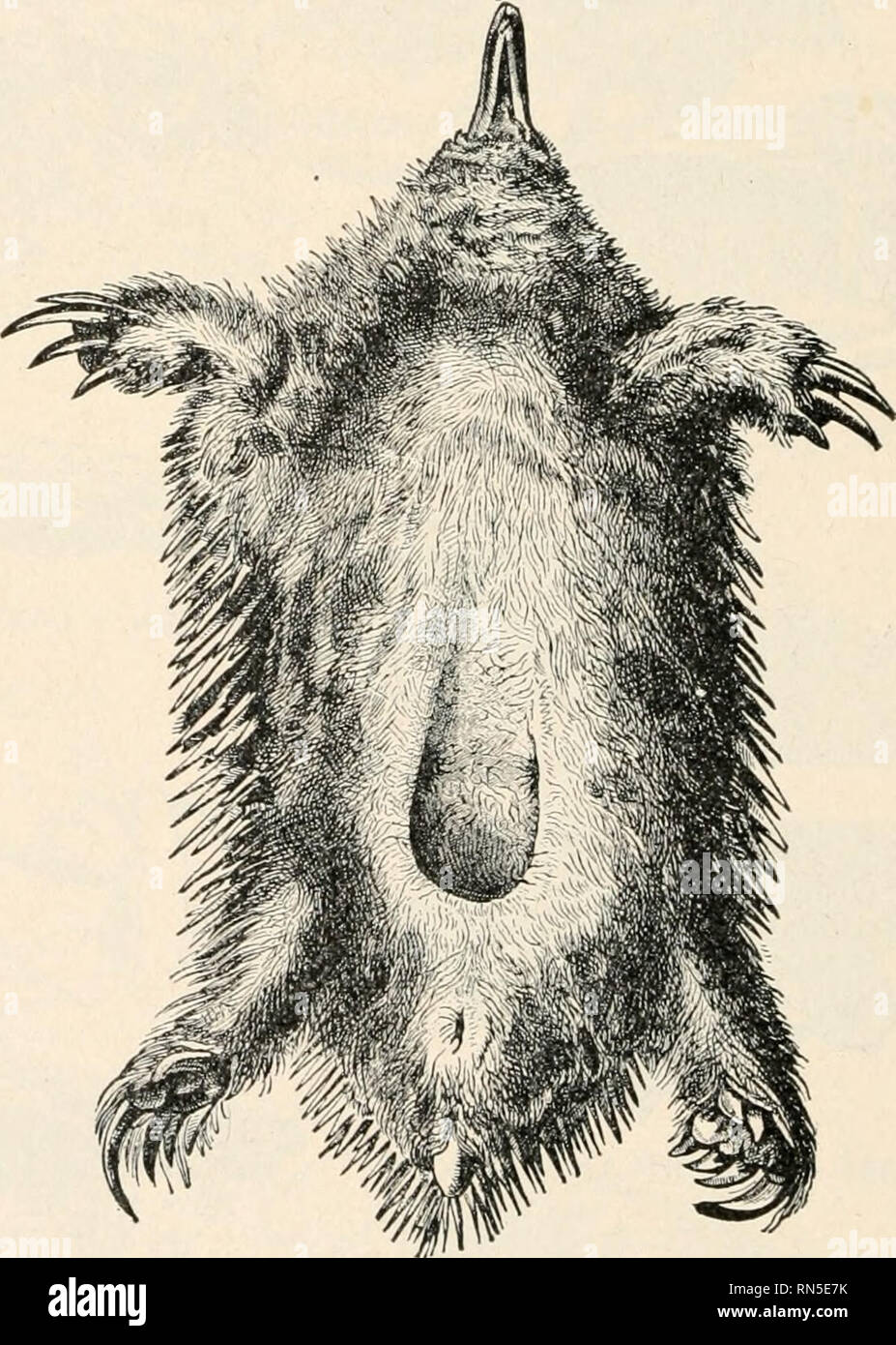 Human webbed feet hi-res stock photography and images - Alamy