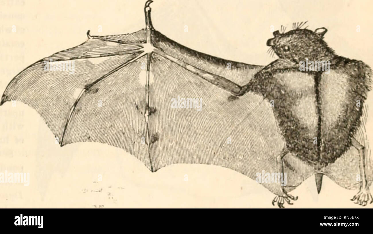 Roussettes hi-res stock photography and images - Alamy