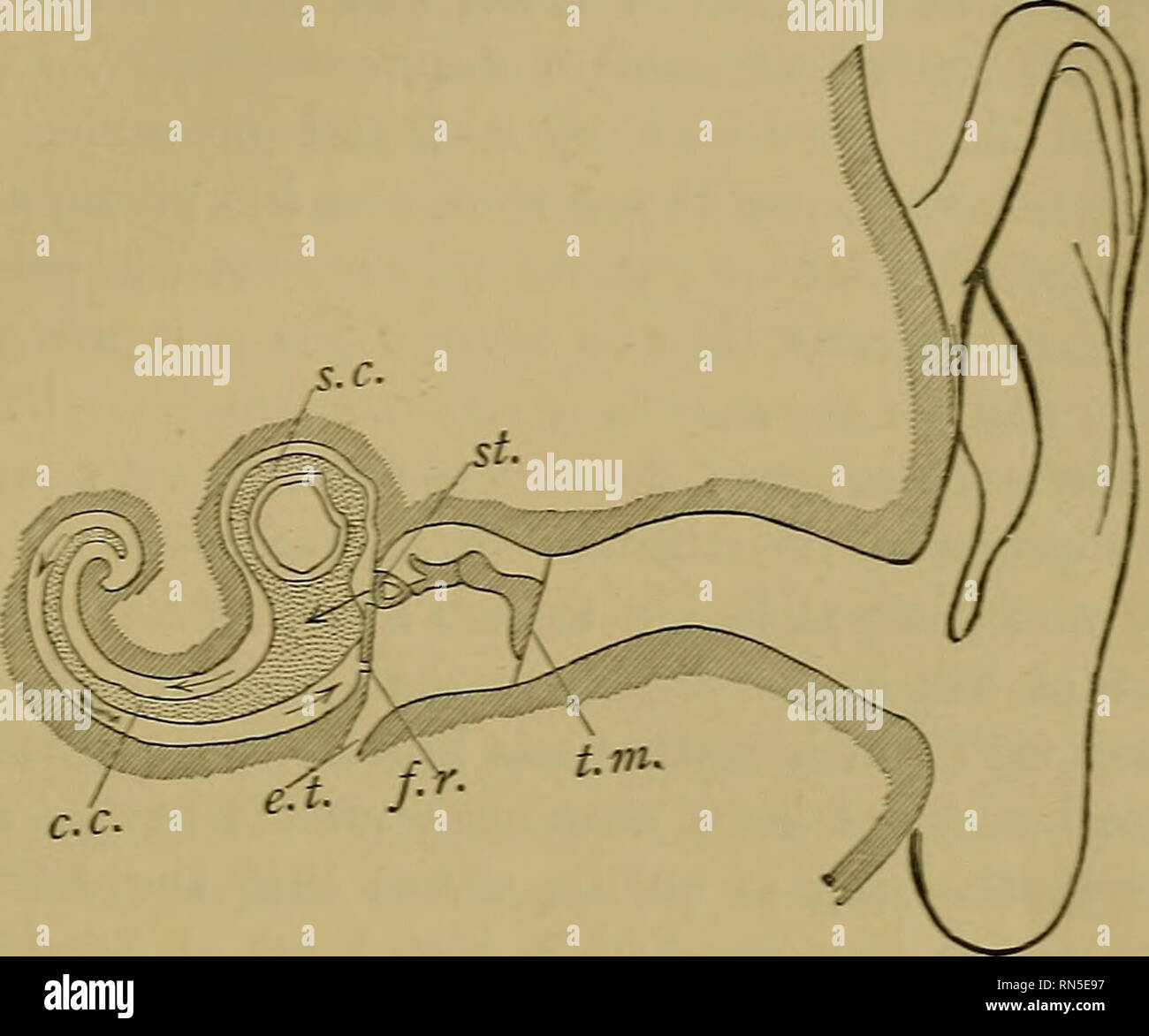 Ear drum diagram hi-res stock photography and images - Alamy