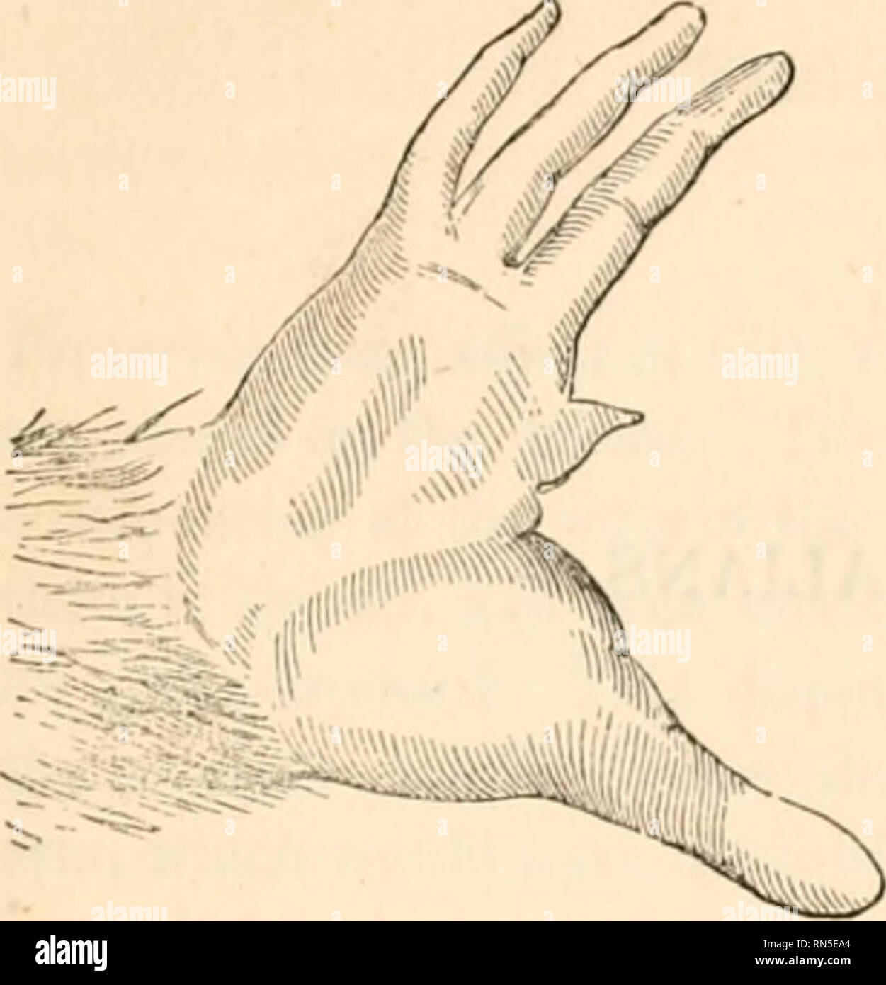 Slow loris teeth hi-res stock photography and images - Alamy