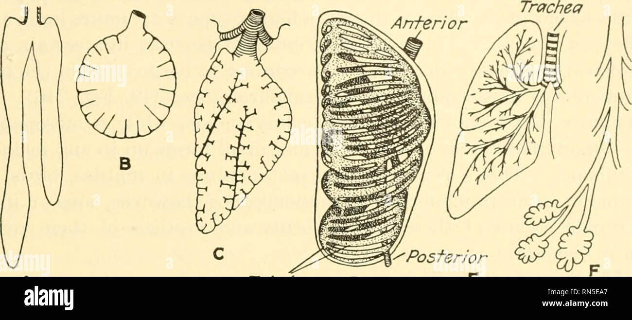 Gastrovascular Cavity