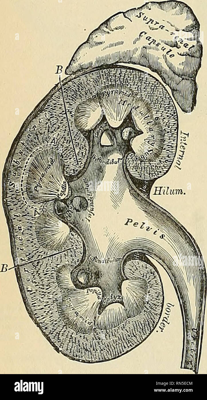 Hilus High Resolution Stock Photography and Images - Alamy