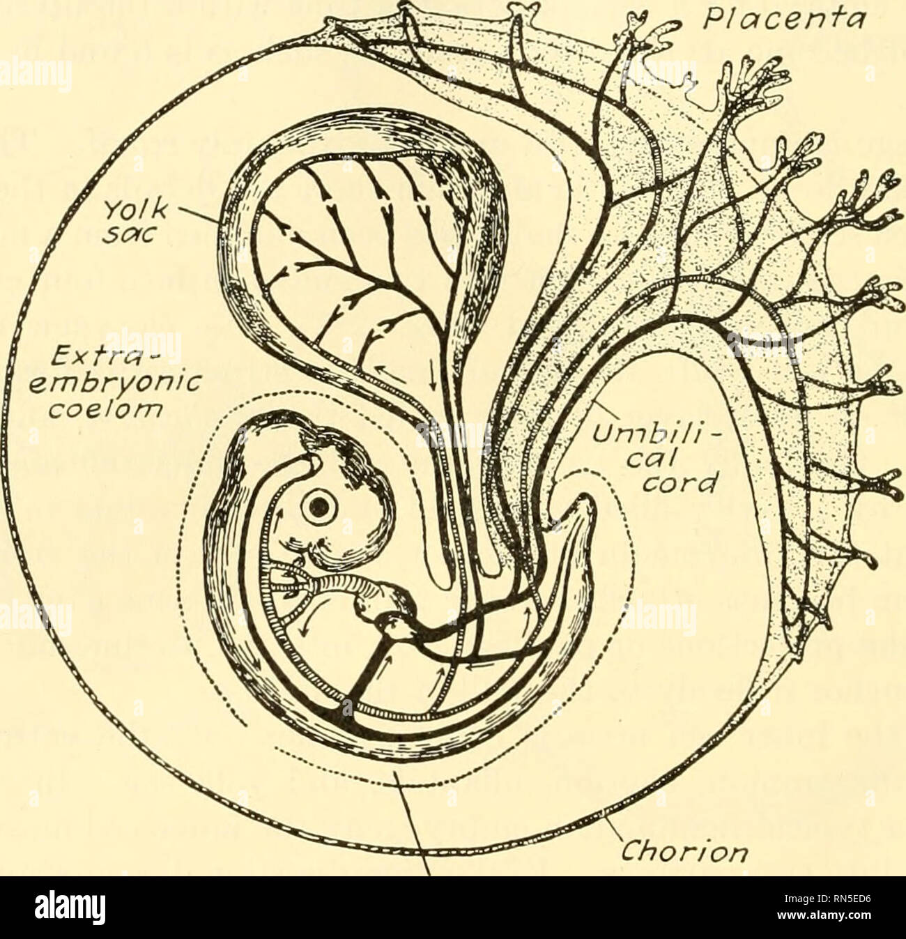 Inner cell mass hi-res stock photography and images - Alamy