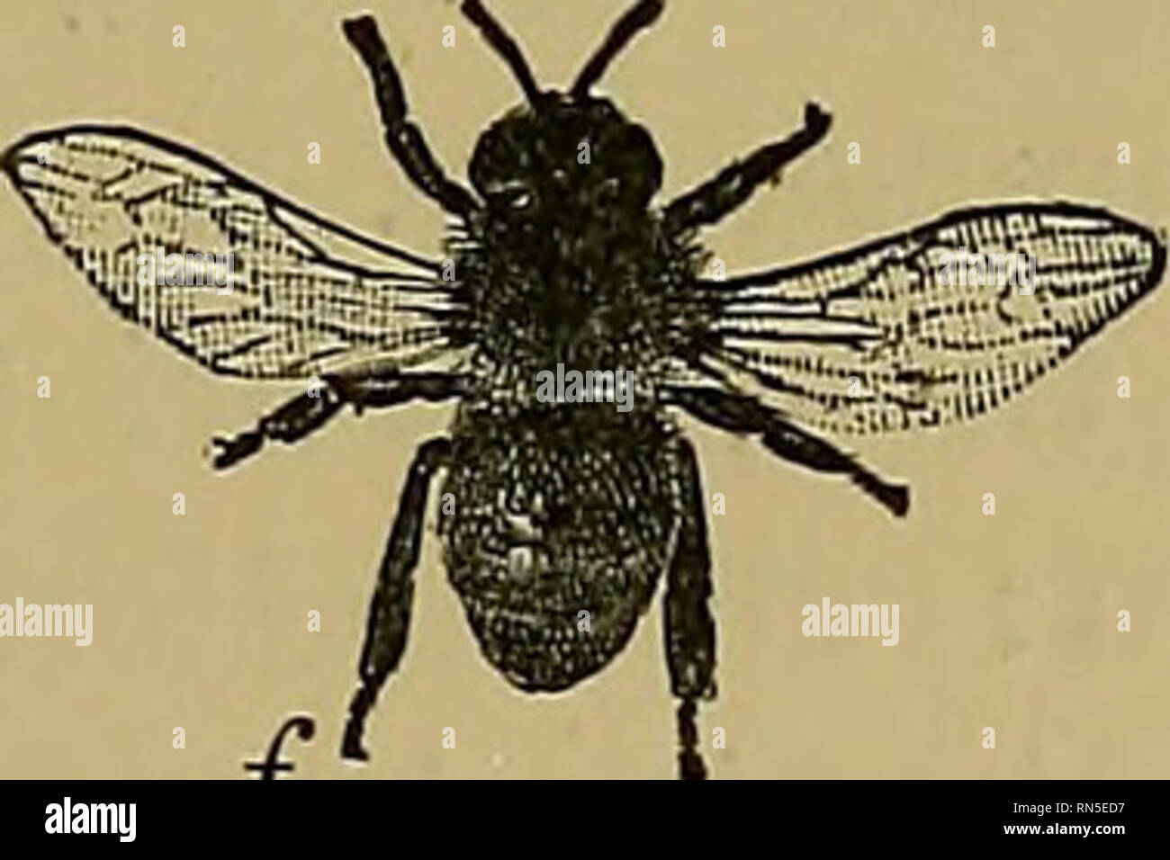 . Animal life and intelligence. Biology; Animal intelligence ...
