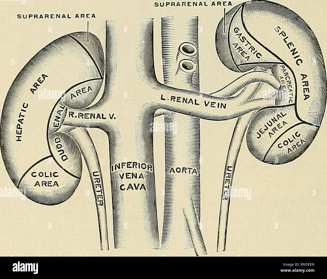 . Anatomy, descriptive and applied. Anatomy. Fig. 1107.—Right kidney ...