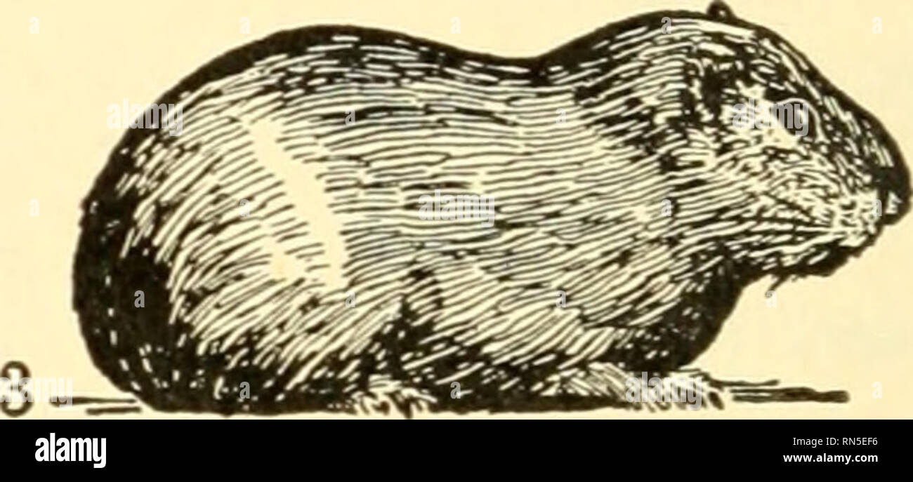 . Animal biology. Biology; Zoology; Physiology. ,. A^. y/^ssfy **&* r ...