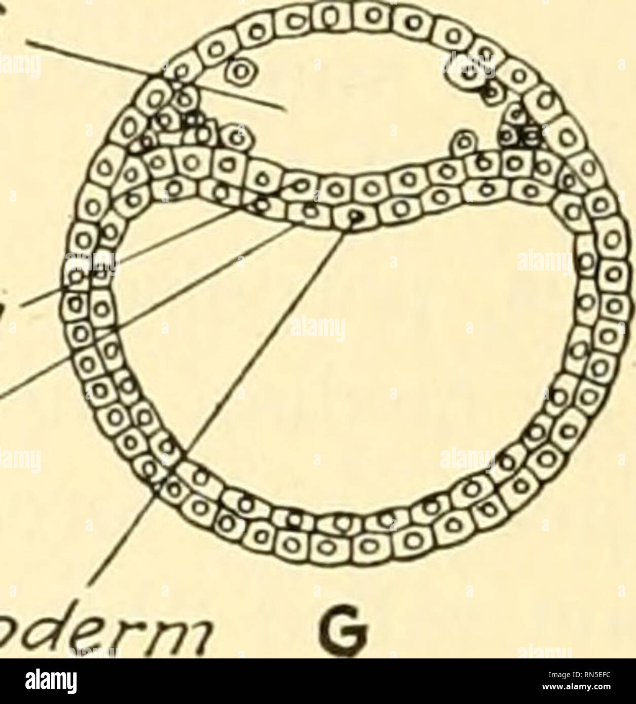 Amniotic cavity hi-res stock photography and images - Alamy