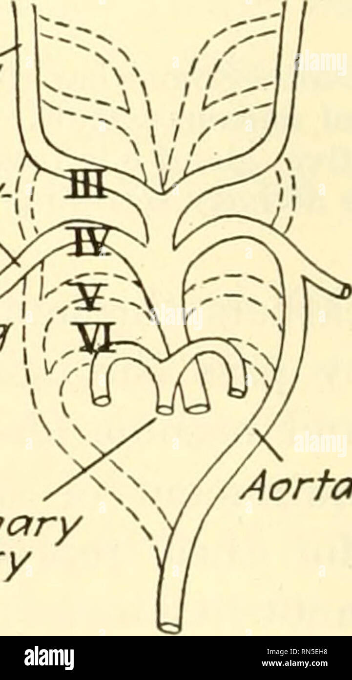. Animal biology. Zoology; Biology. Carotid artery Subclav- ian ...