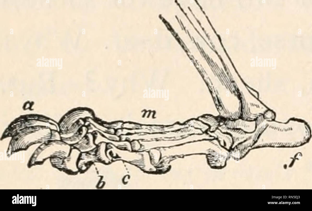 . Animal biology; Human biology. Parts II & III of First course in ...