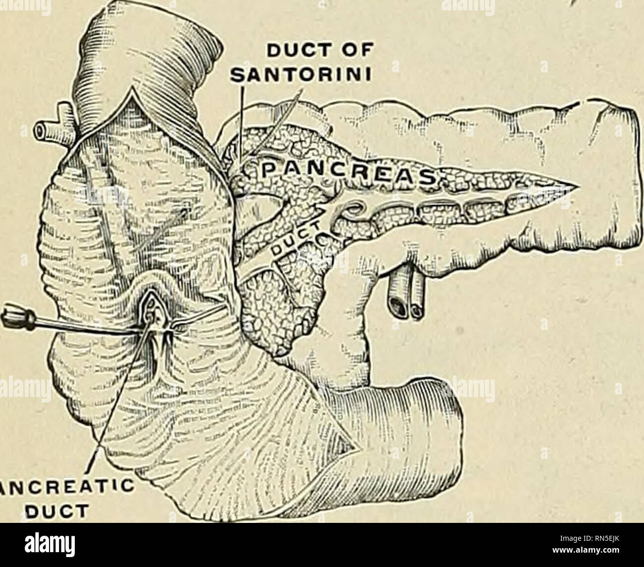 . Anatomy, descriptive and applied. Anatomy. 1338 THE ORGANS OF ...