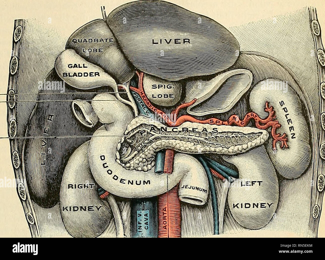 1942 Root Of Mesentery Head Of Pancreas Original Vintage, 54% OFF