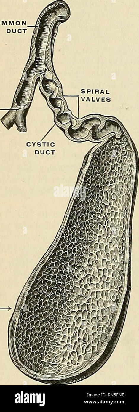 Left hepatic duct hi-res stock photography and images - Alamy