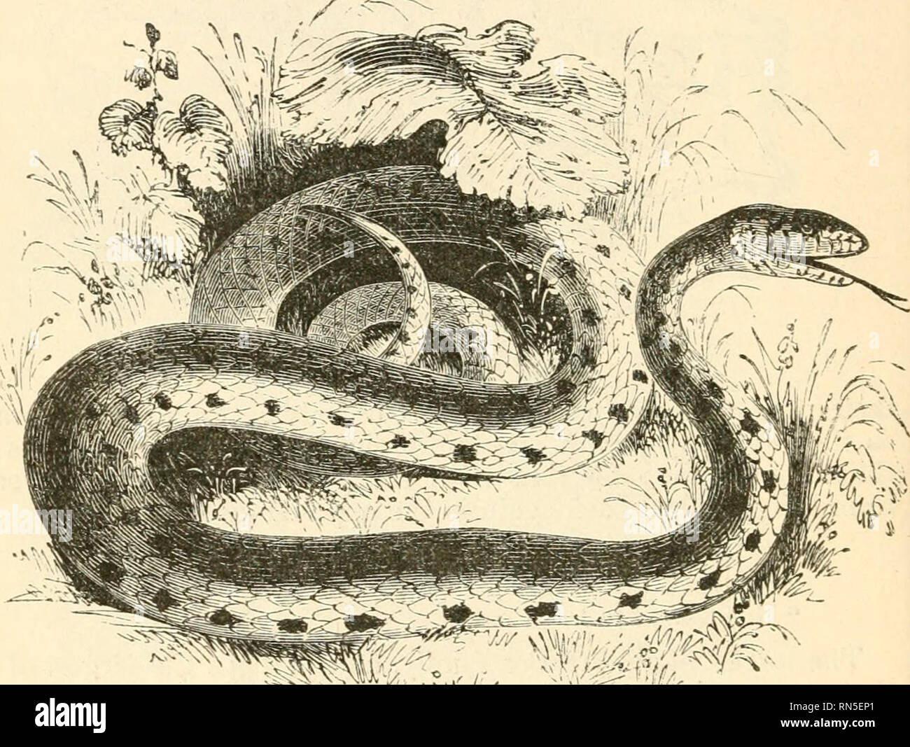 . The animal creation: a popular introduction to zoology. Zoology. 388 ...
