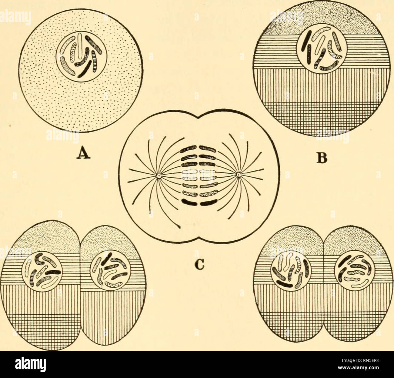 Epigenesis hi-res stock photography and images - Alamy