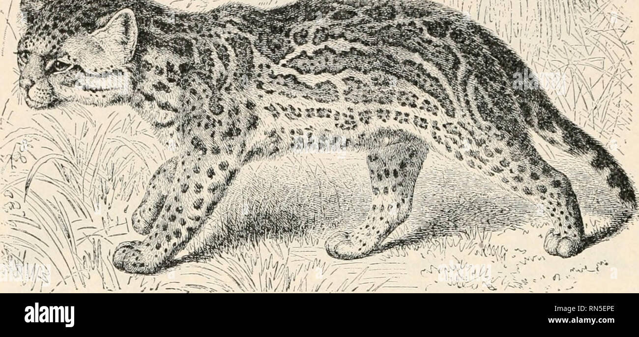 Ocelot mexico hi-res stock photography and images - Alamy