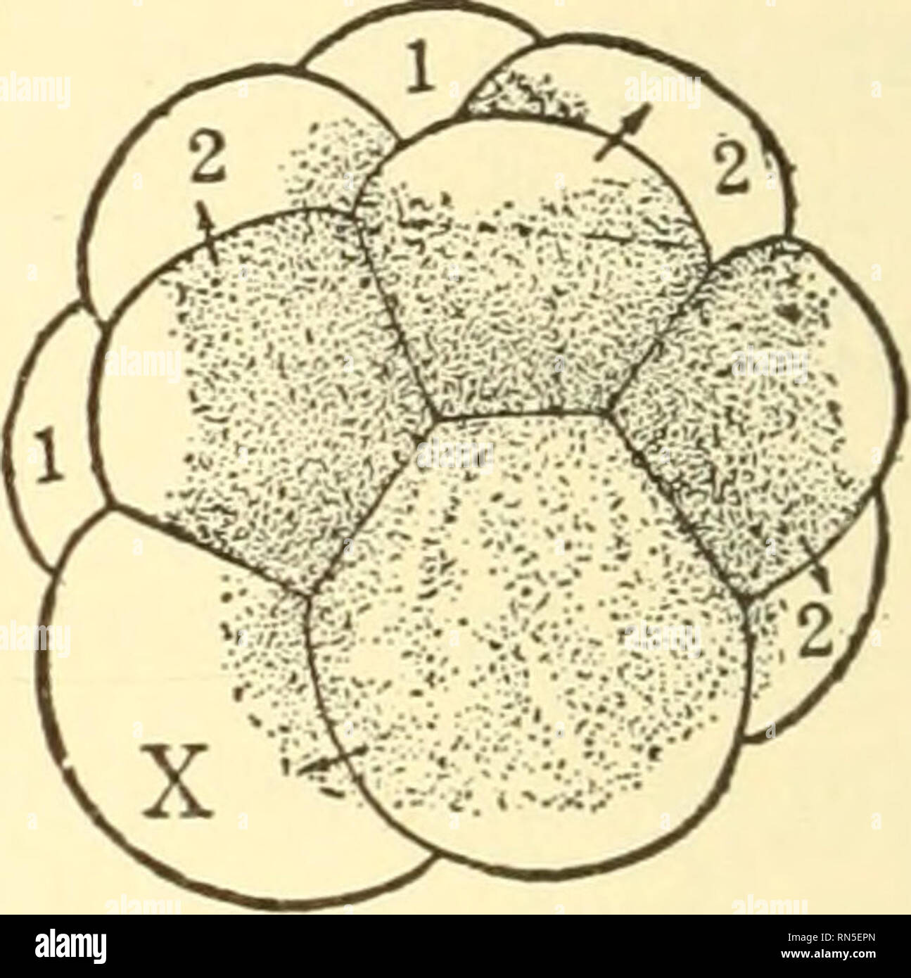. Animal biology. Biology; Zoology; Physiology. Fig. 178A. — Egg of a ...