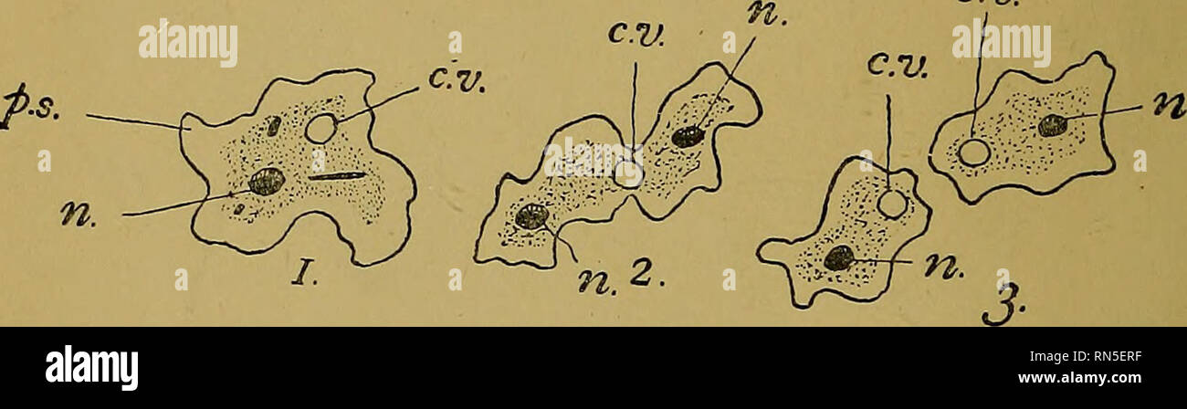 . Animal life and intelligence. Biology; Animal intelligence ...