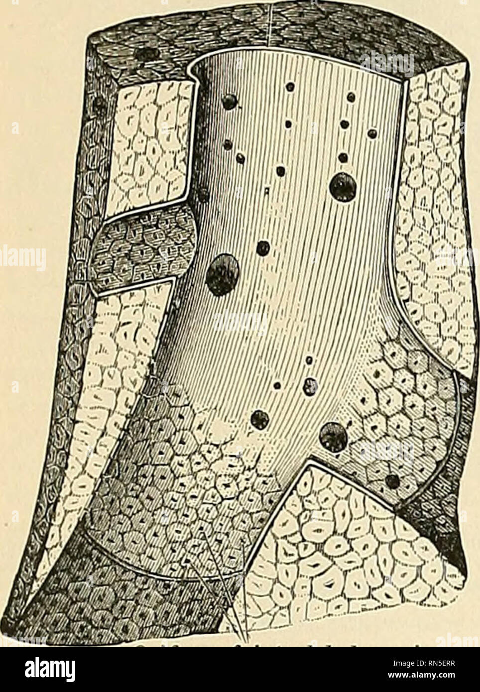 . Anatomy, descriptive and applied. Anatomy. THE LIVER 1329 raniifv in ...