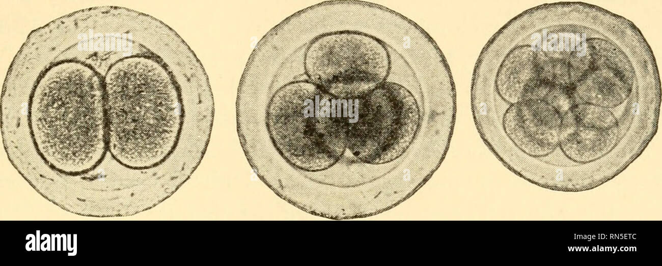 Egg development stages hi-res stock photography and images - Alamy