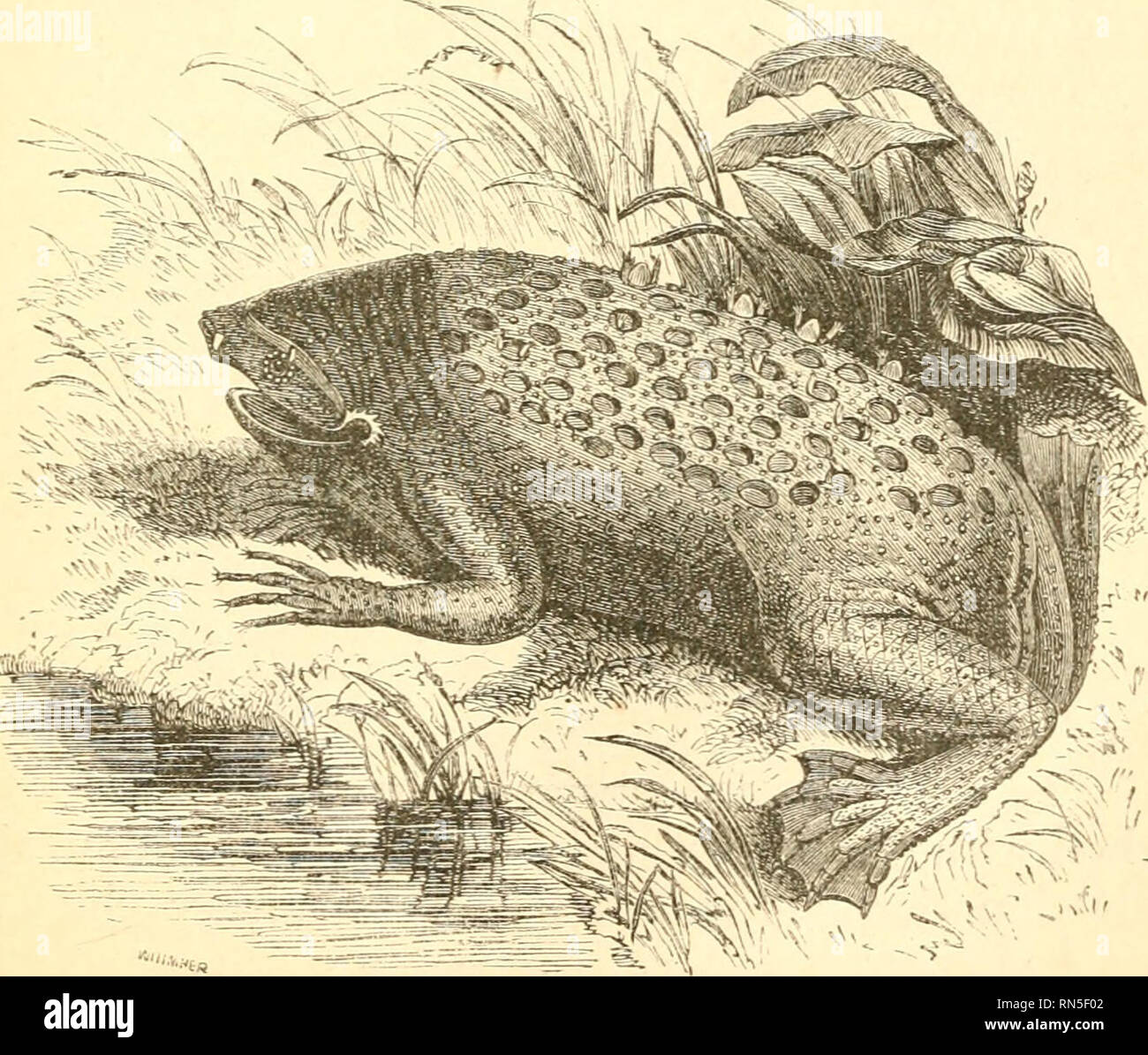 Flattened toad hi-res stock photography and images - Alamy