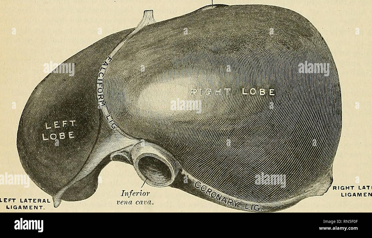 . Anatomy, descriptive and applied. Anatomy. 1320 THE ORGAKS OF ...