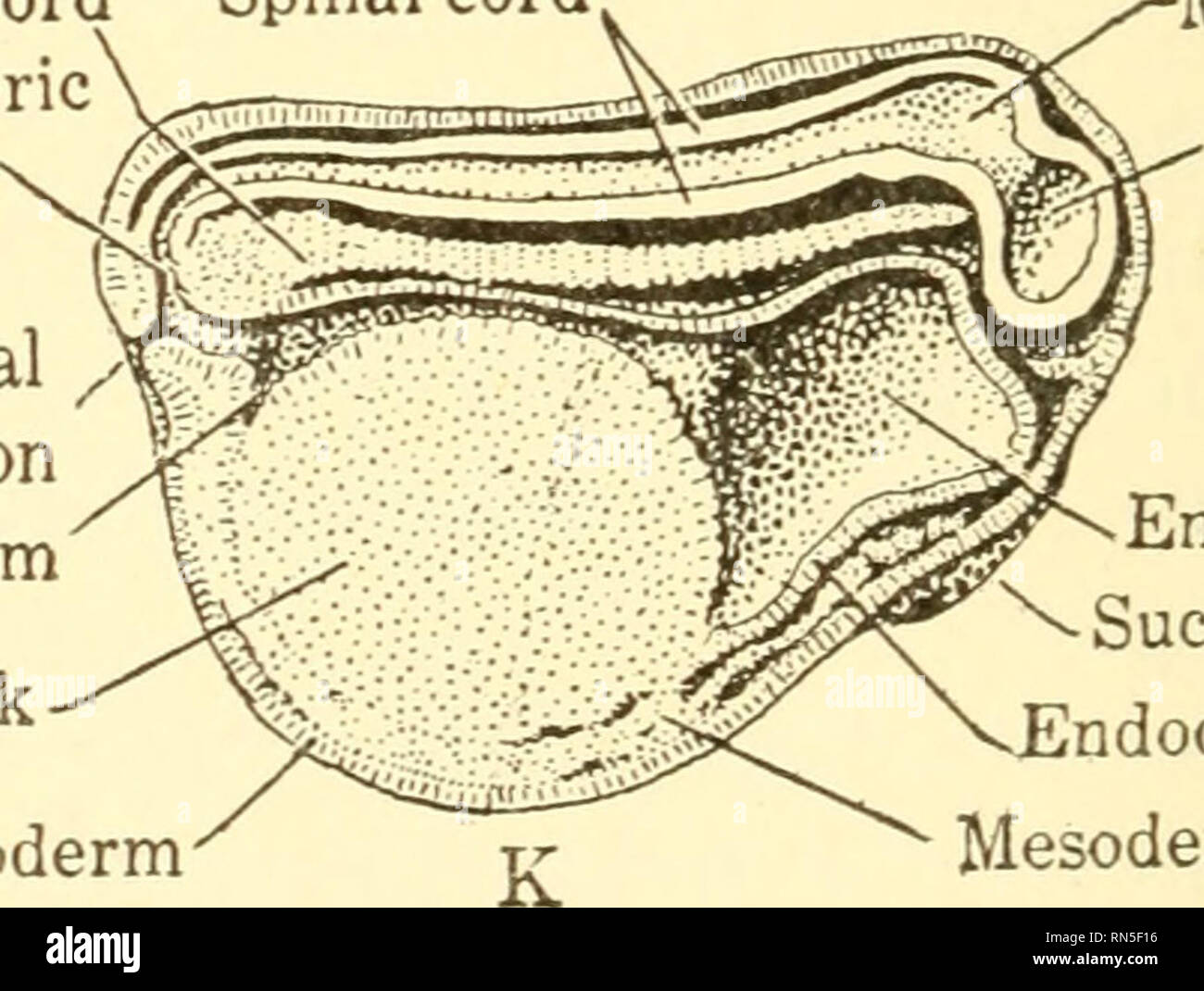Eight cell embryo hi-res stock photography and images - Alamy