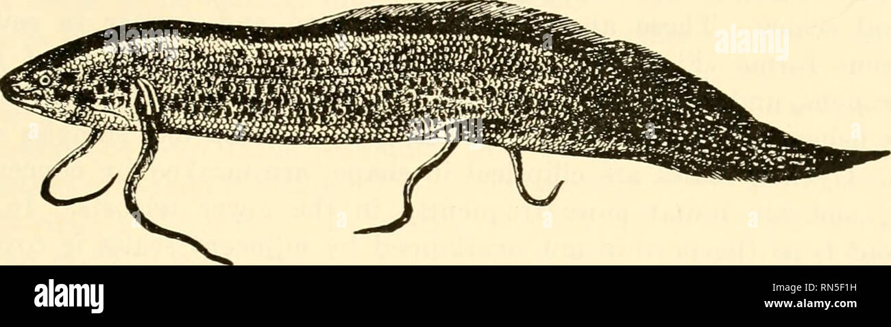 . Animal biology. Zoology; Biology. CLASS PISCES 353 375. Body Form ...