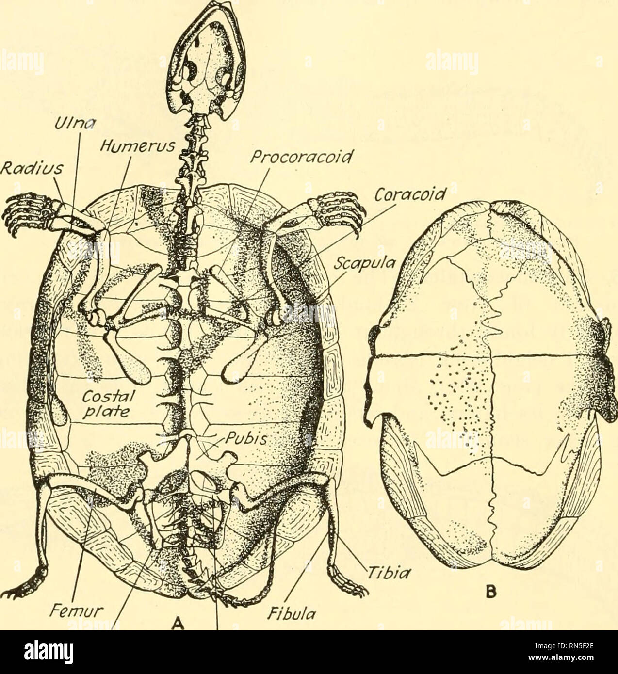 Philippine crocodile hi-res stock photography and images - Alamy