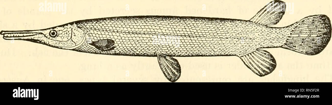 Holostei hi-res stock photography and images - Alamy