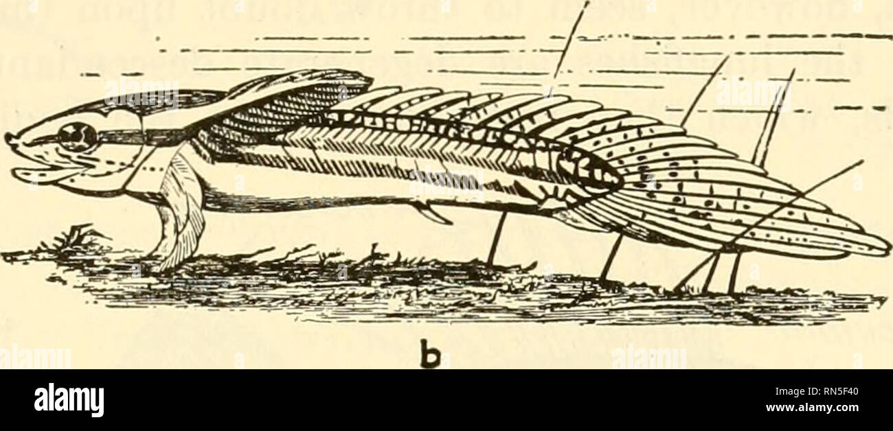 . Animal biology. Zoology; Biology. FiG. 245.—A crossopterygian ...