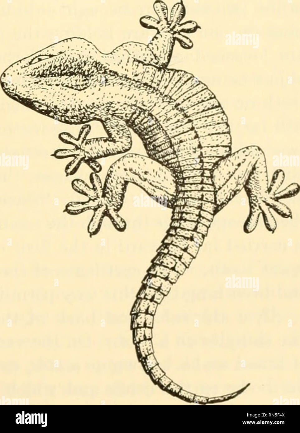 Lizard External Anatomy
