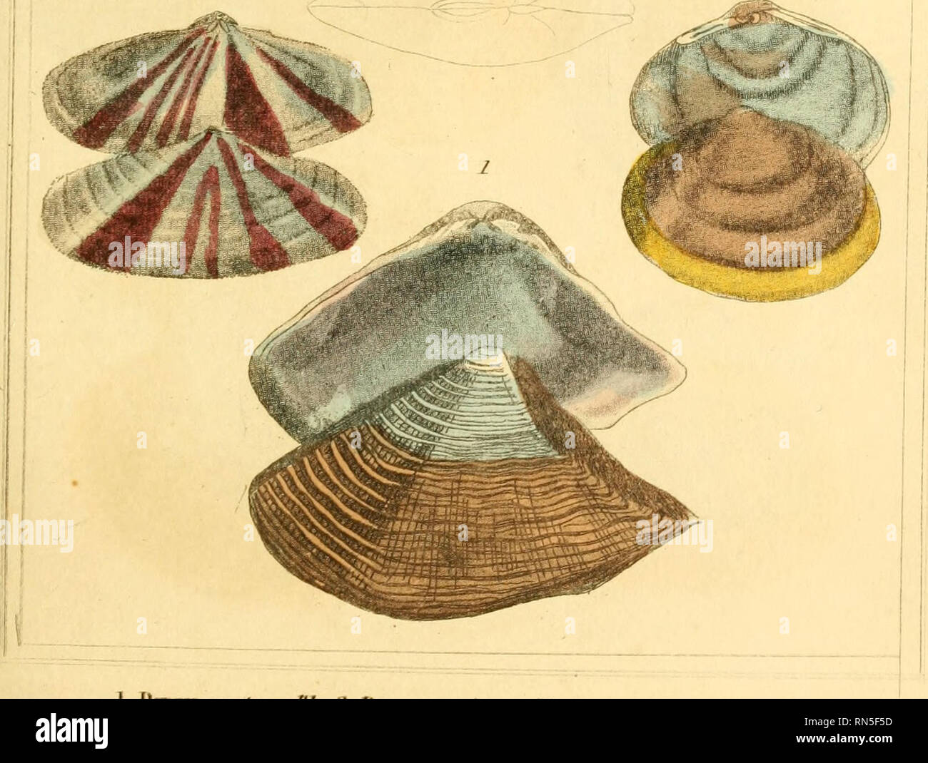 Nuh ii hi-res stock photography and images - Alamy