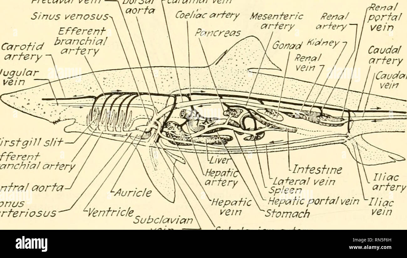 Dogfish Shark Digestive System