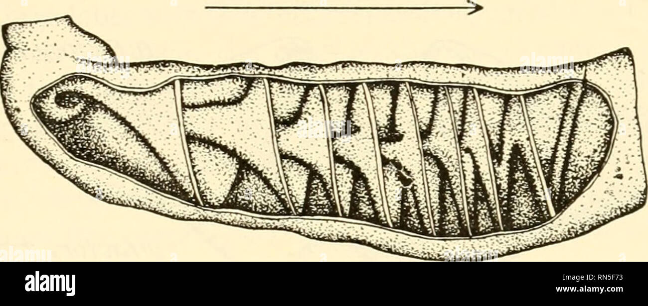 Placoid scales hi-res stock photography and images - Alamy