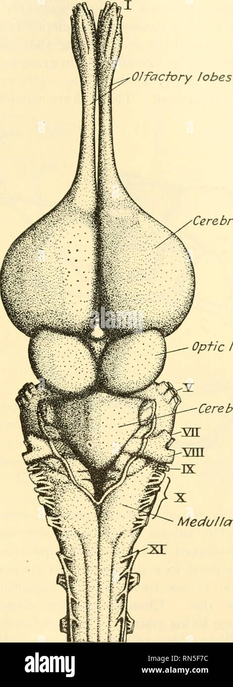 . Animal biology. Zoology; Biology. CLASS REPTILIA 381 during a period ...