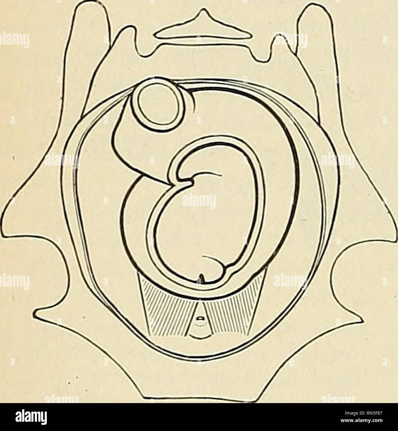 Sacrococcygeal hi-res stock photography and images - Alamy