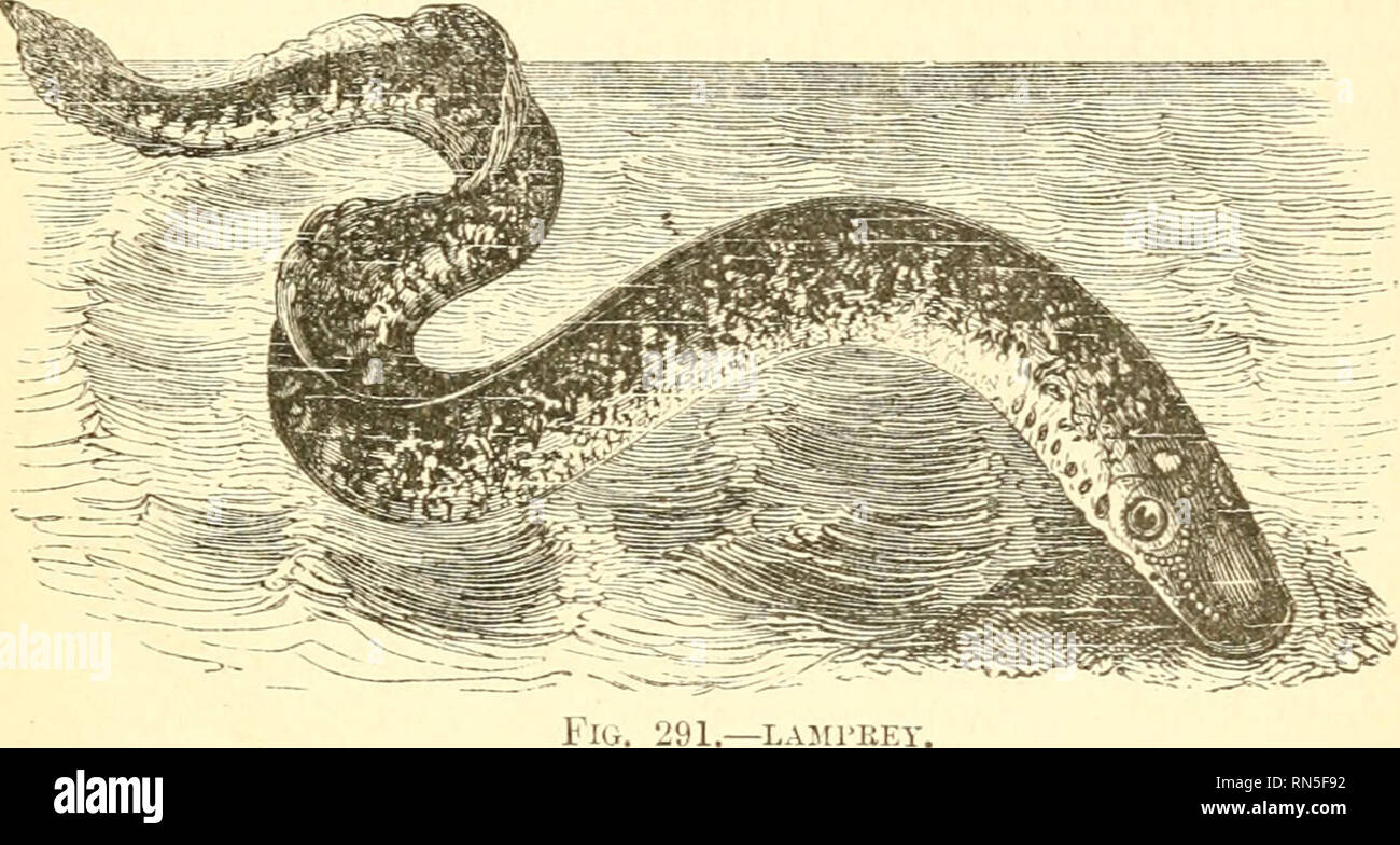 . The animal creation: a popular introduction to zoology. Zoology ...