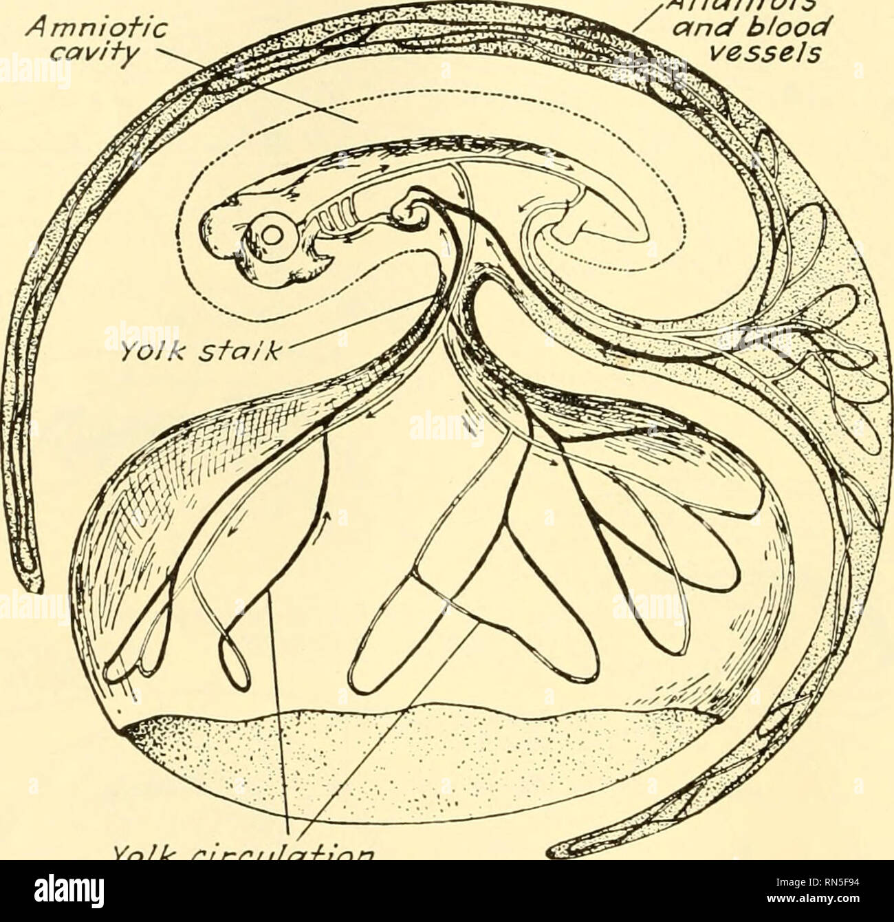 . Animal biology. Zoology; Biology. 378 METAZOAN PHYLA out over the ...