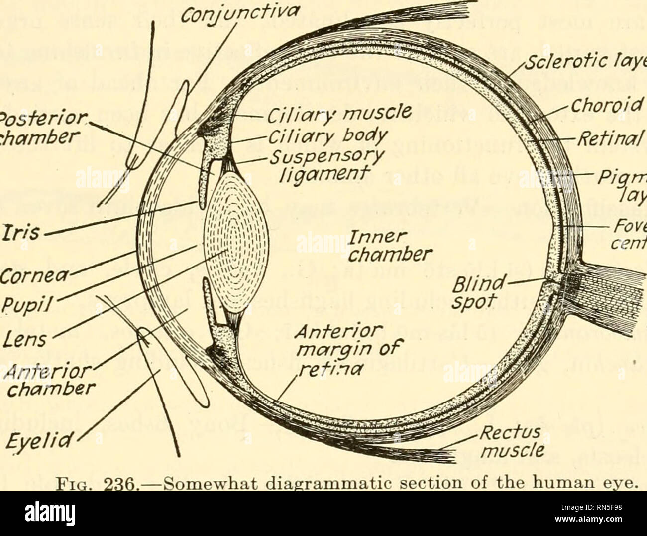 Suspensory Ligament Cow Eye