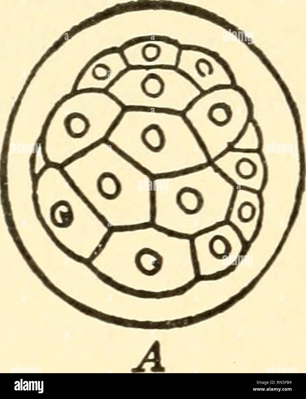 Blastocoel hi-res stock photography and images - Alamy