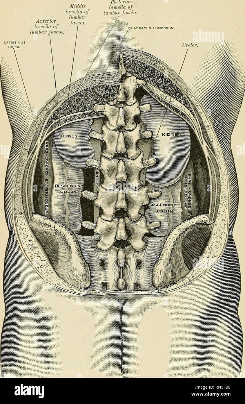 Transverse mesocolon hi-res stock photography and images - Alamy