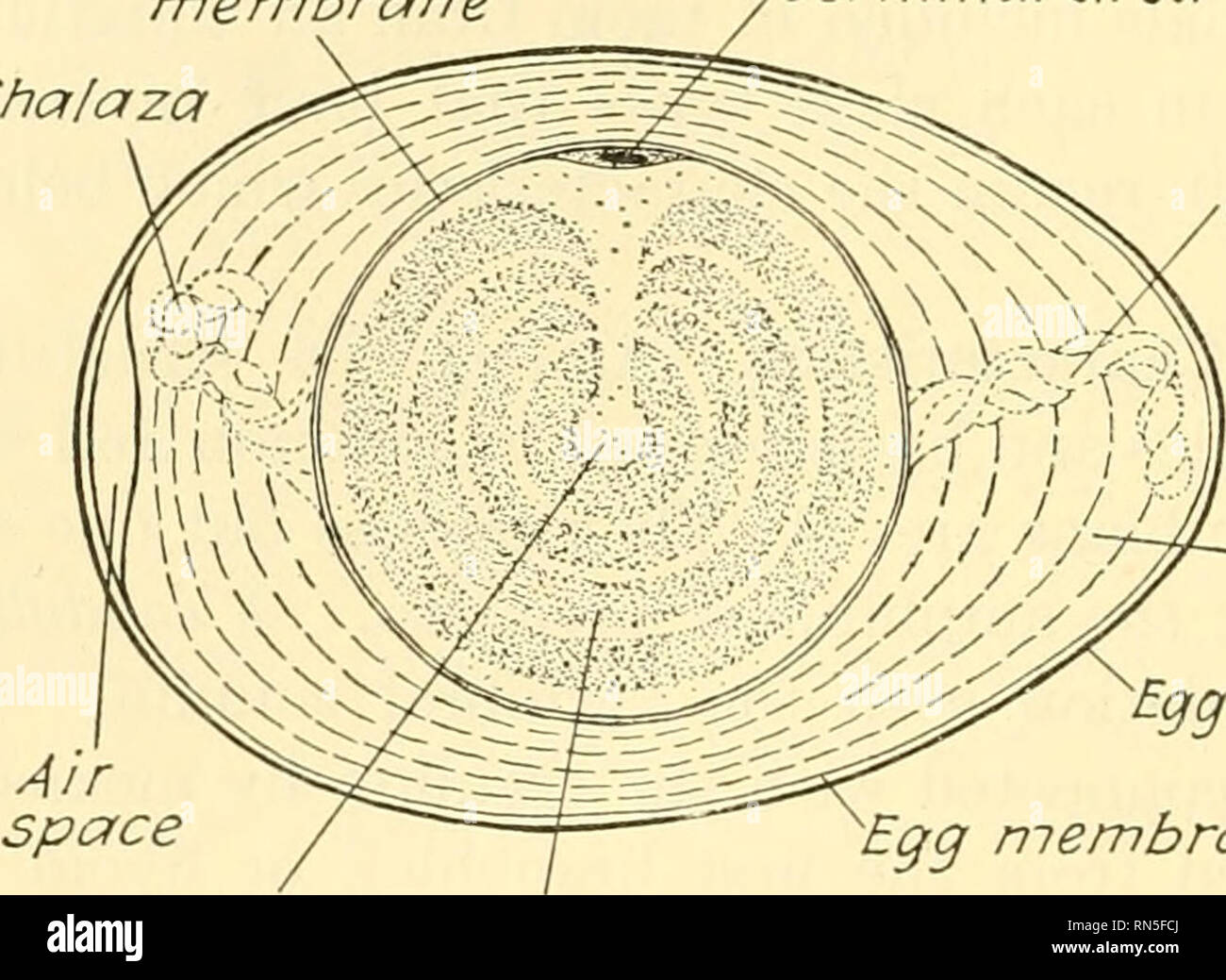 Amniotic membrane hi-res stock photography and images - Alamy