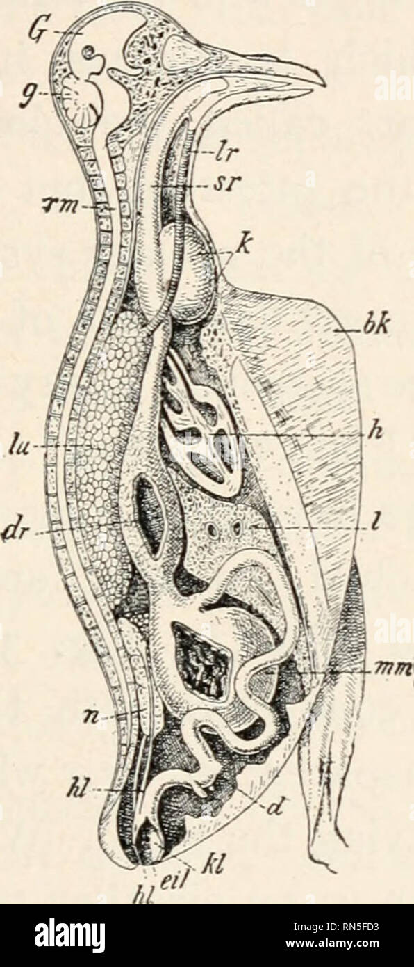 . Animal biology; Human biology. Parts II & III of First course in ...