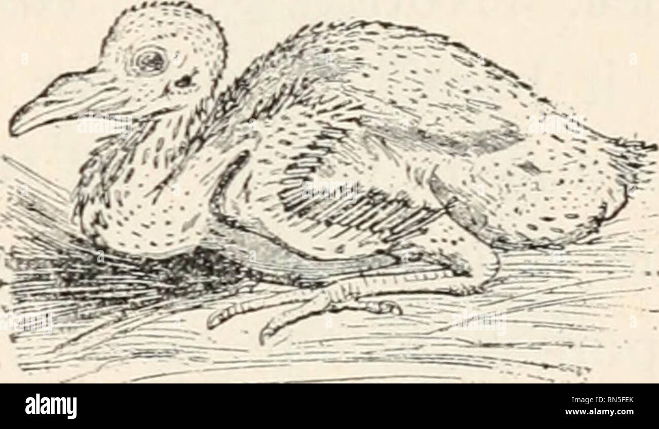 Birds With Human Legs